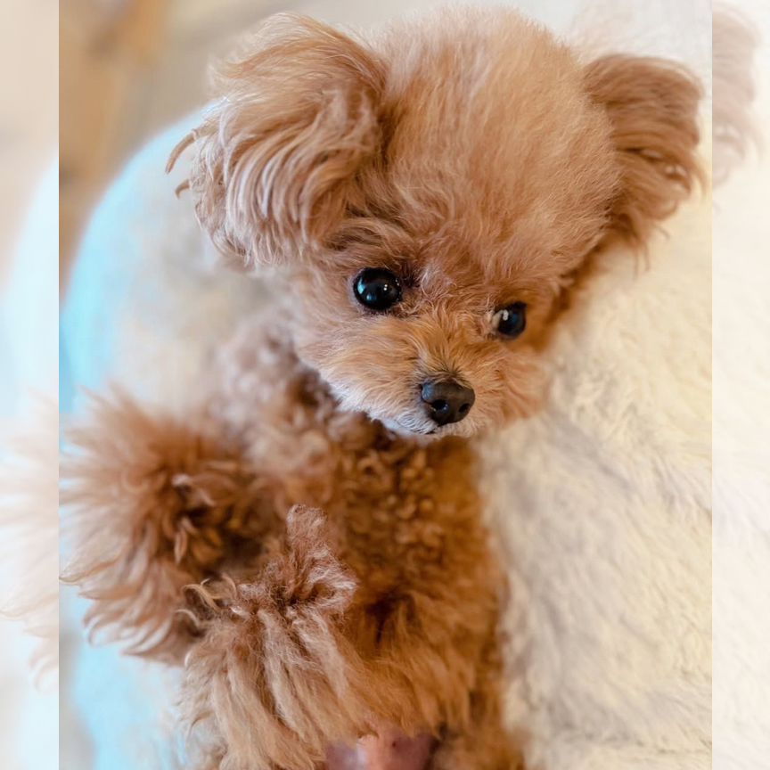 Той-пудель, щенок