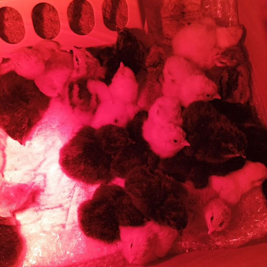 Цыплята от домашних кур,цветник