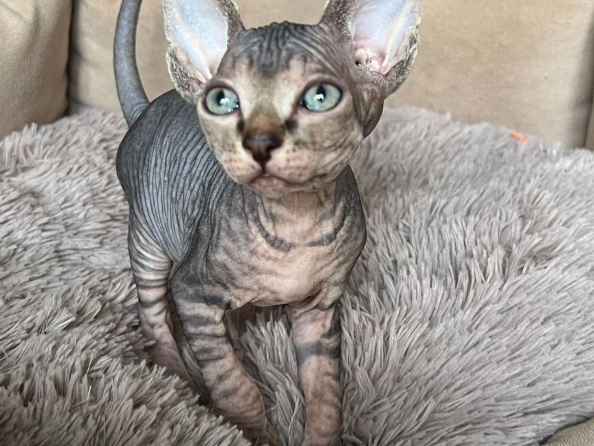 Котята Канадского сфинкса под бронь