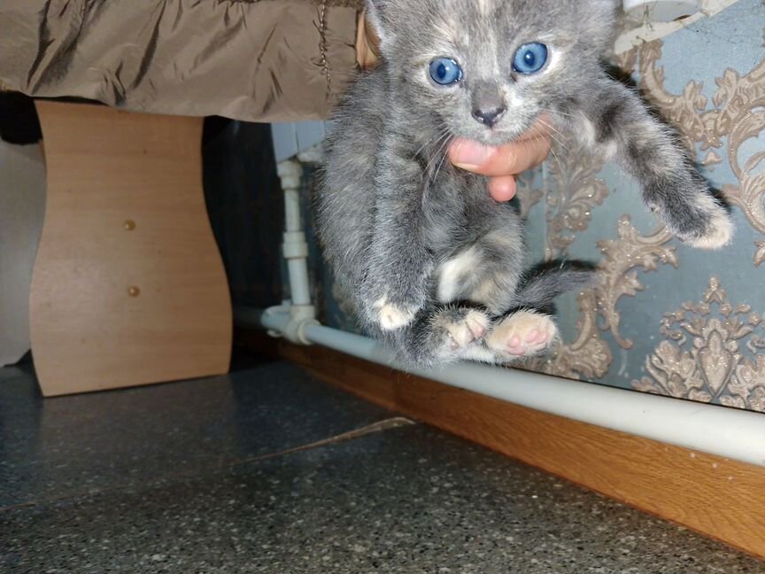 Кошка русская