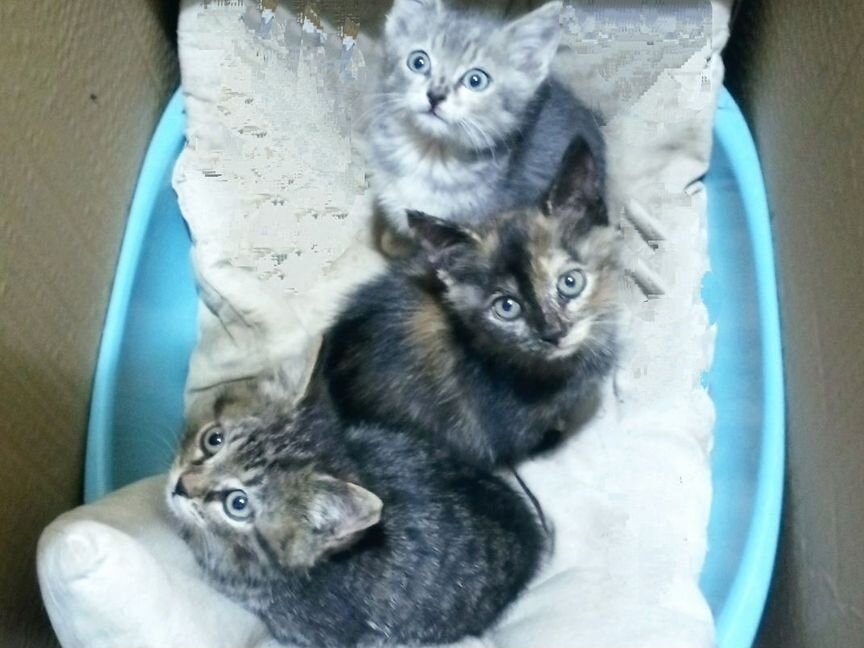 Котята девочки крысоловы