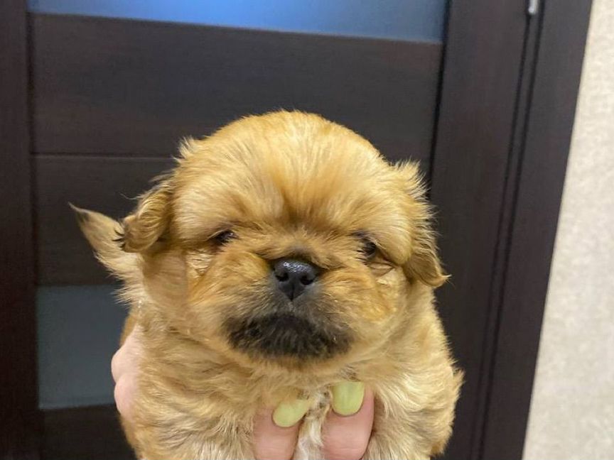 Щенки пекинеса