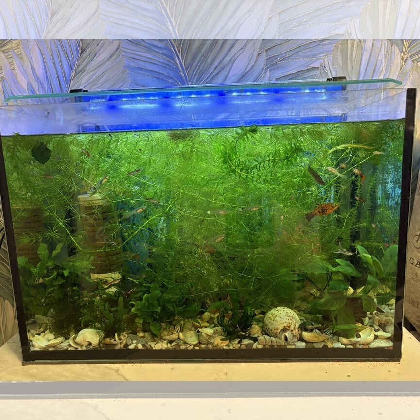 Аквариум с рыбками 80 л