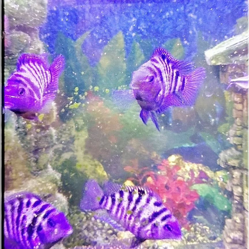 Мальки-цихлиды помесь