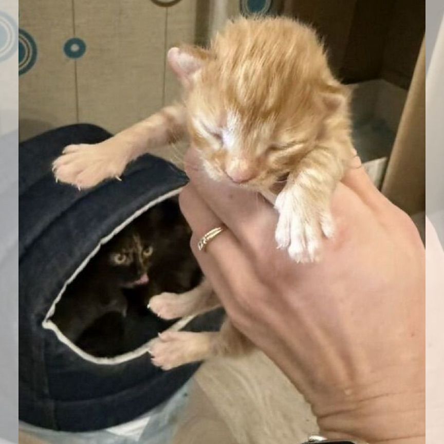 Котёнок в добрые руки