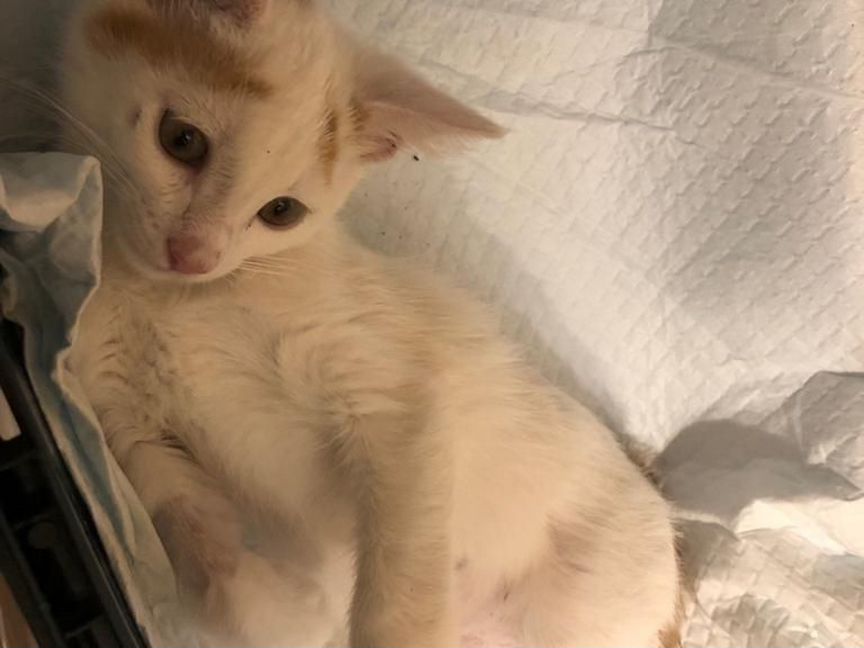 Котёнок Сева ищет дом