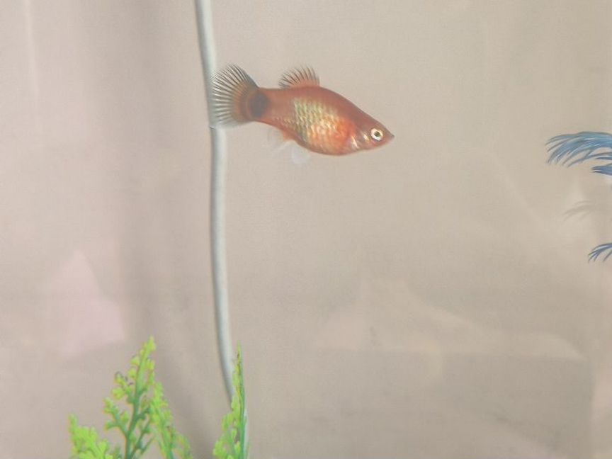 Аквариумные рыбки