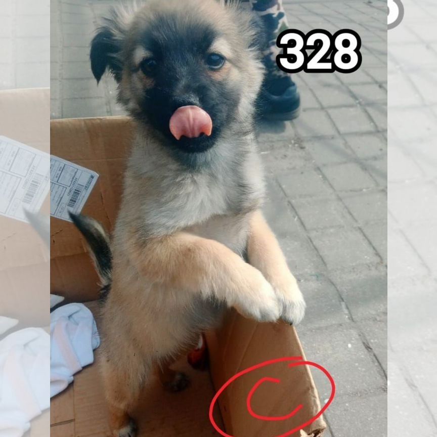 Щенок в добрые руки