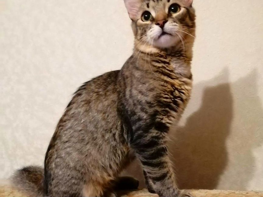 Котик Ленечка в добрые руки