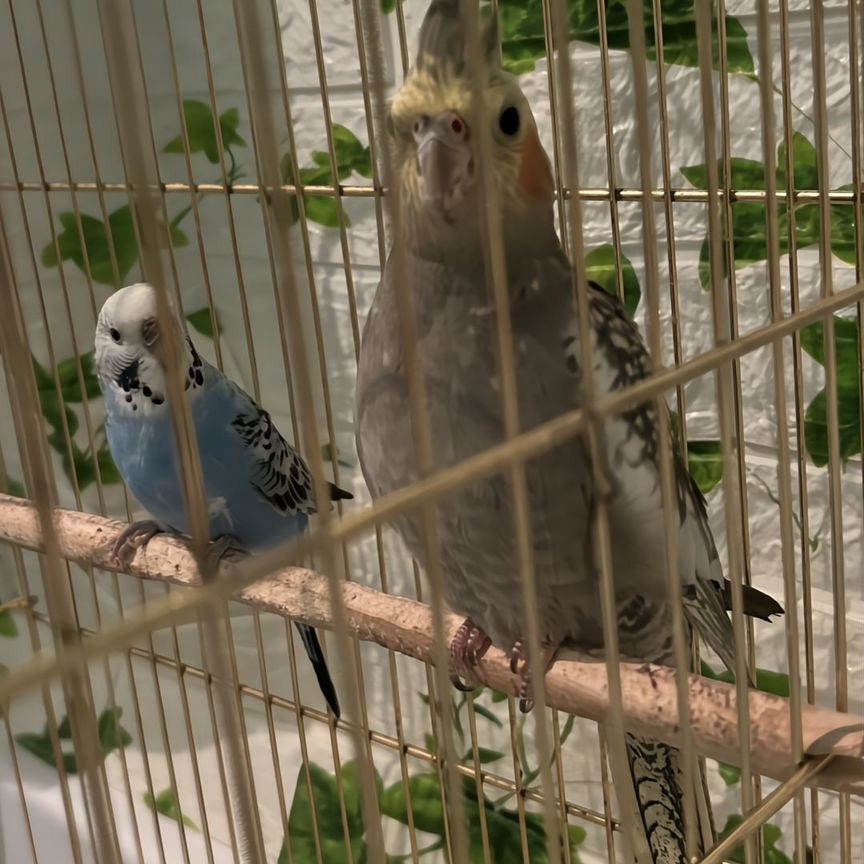 Волнистый попугай