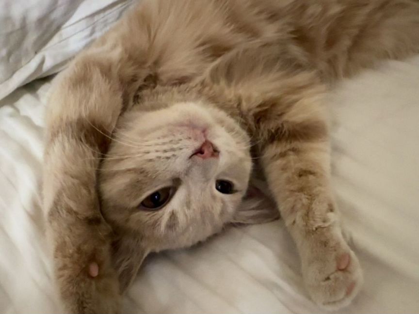 Котик в добрые руки