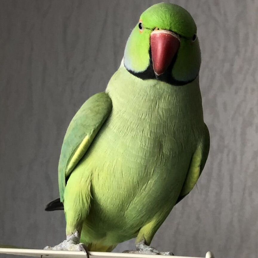 Ожереловый попугай самец