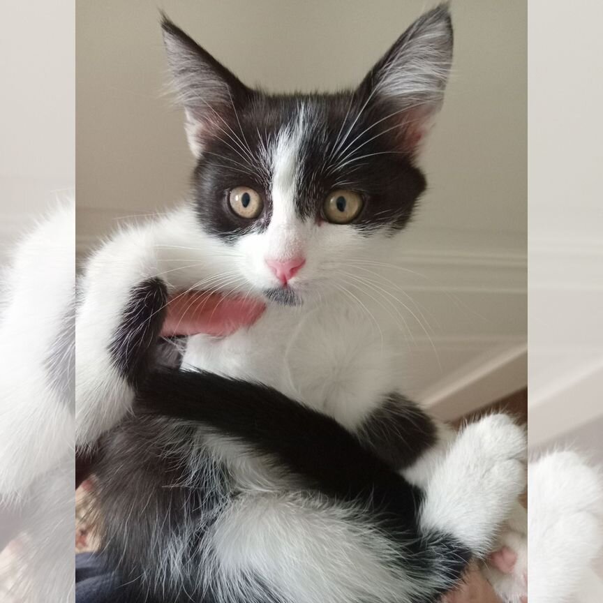 Котёнок