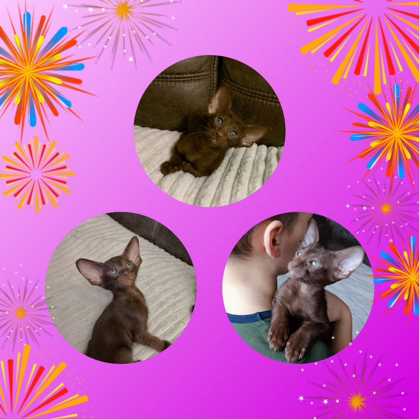 Мальчик Ориентал