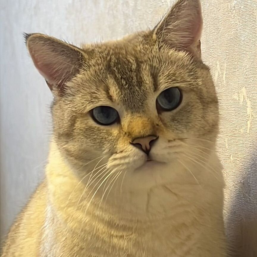Кошки породистые
