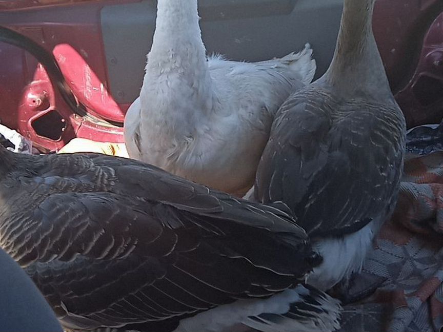 Семья гусей