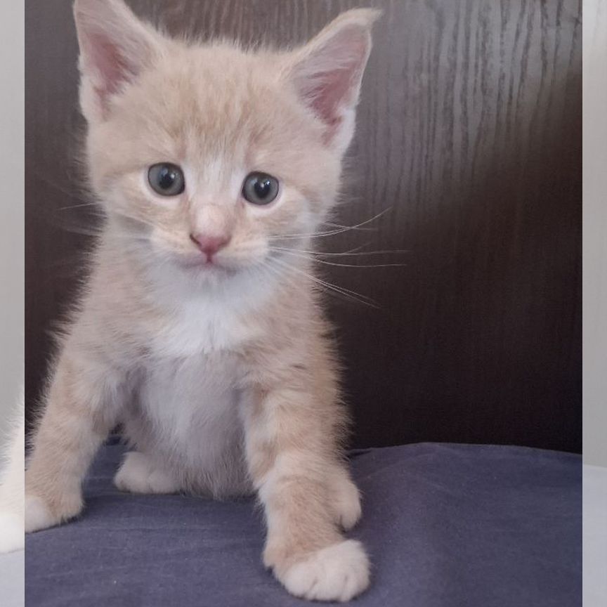 Мейн-кун котёнок