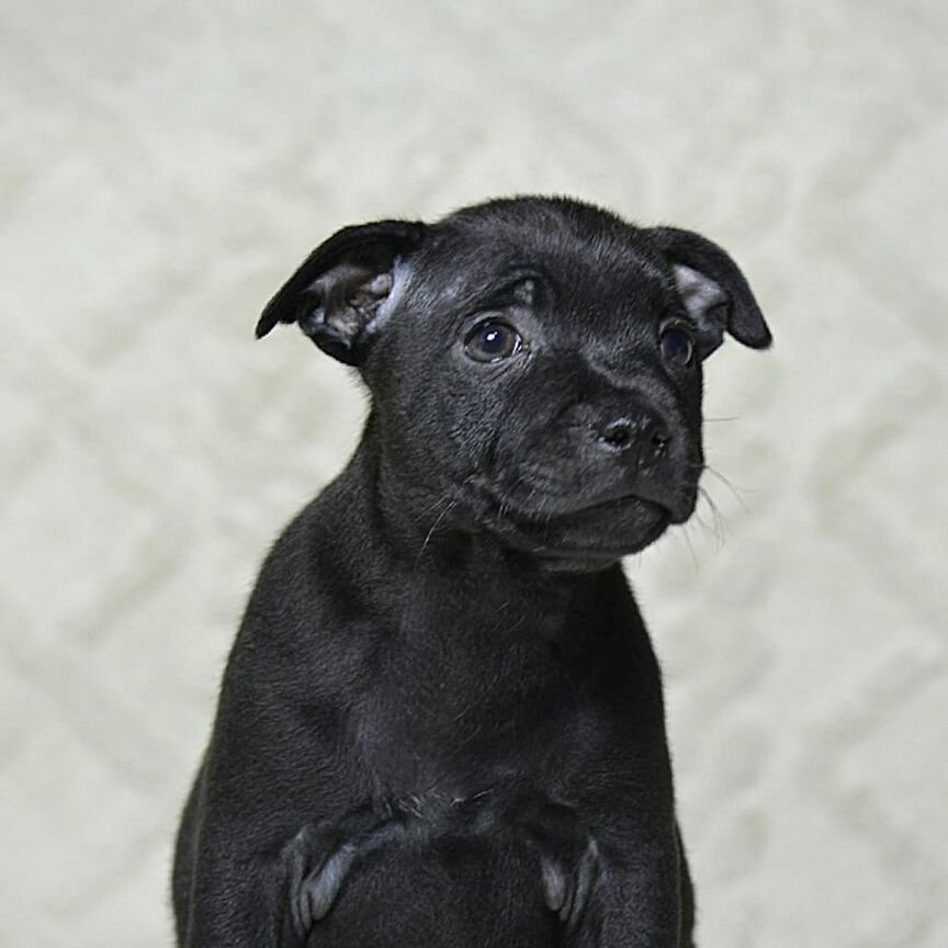 Стаффордширский бультерьер