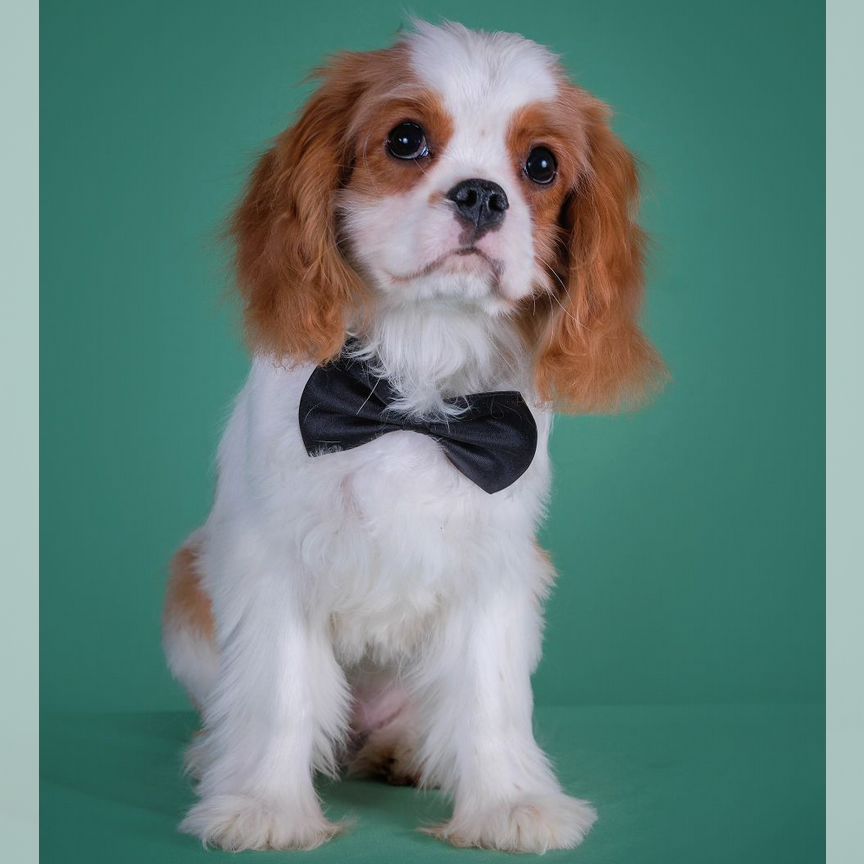 Кавалер кинг-чарльз-спаниель, щенок