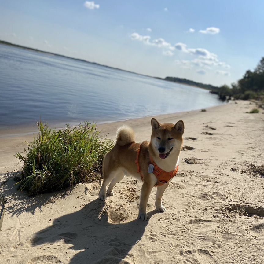 Сиба ину (вязка кобеля, щенки)