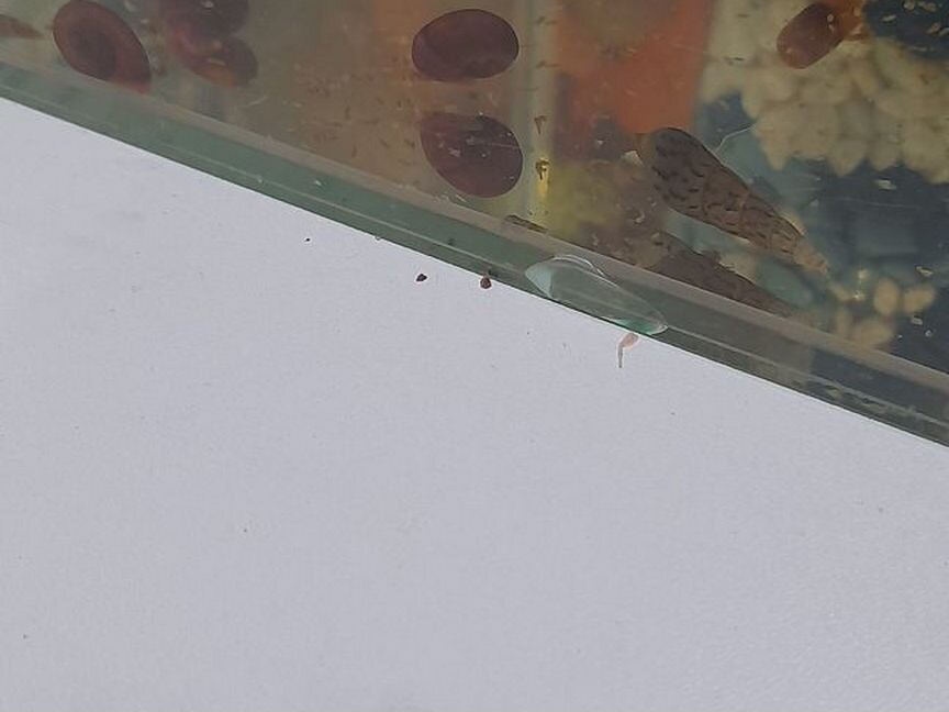 Улитки катушки и милании