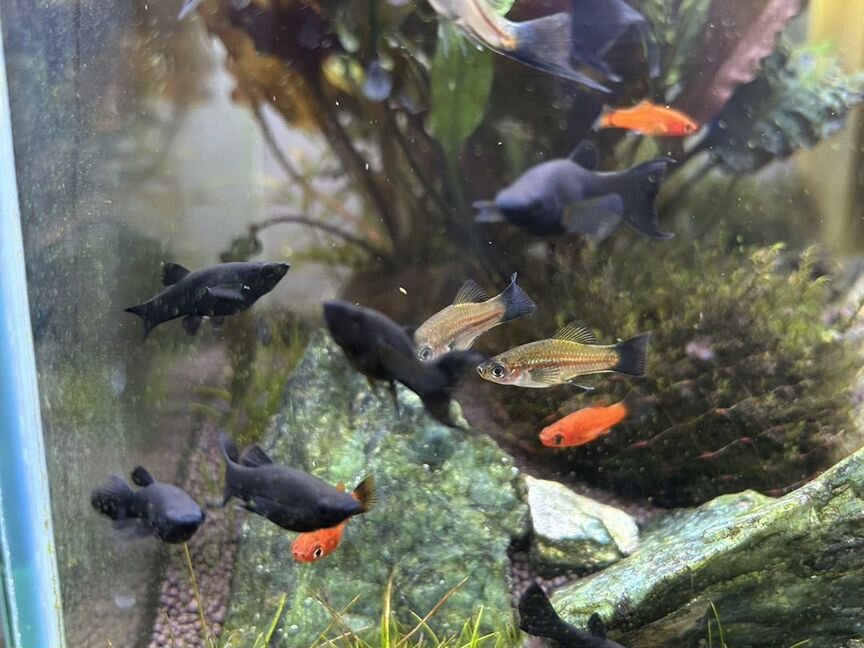 Меченосцы, моллинезии