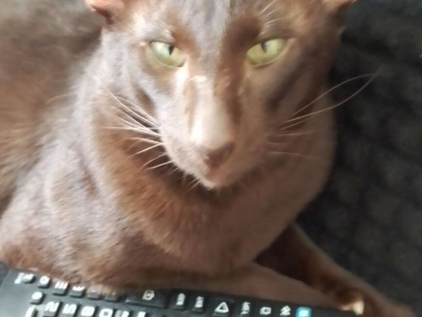 Ориентальный кот вязка