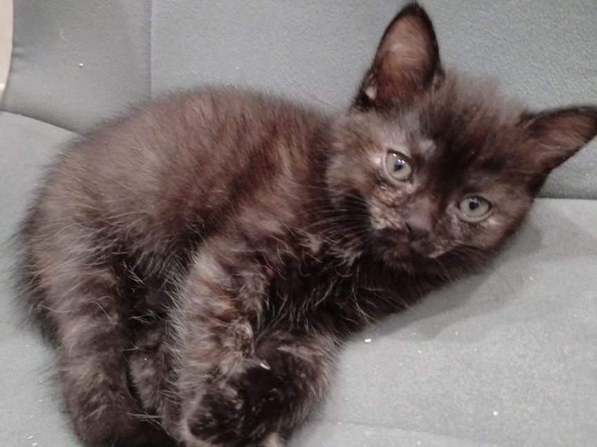 Котенок девочка в добрые руки