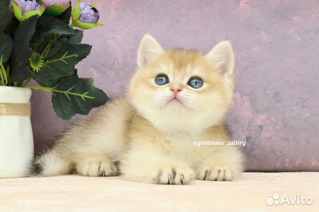Британский котик золотая шиншилла