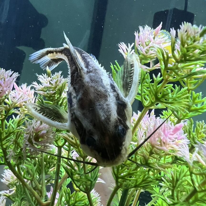 Отдам в добрые руки рыбок