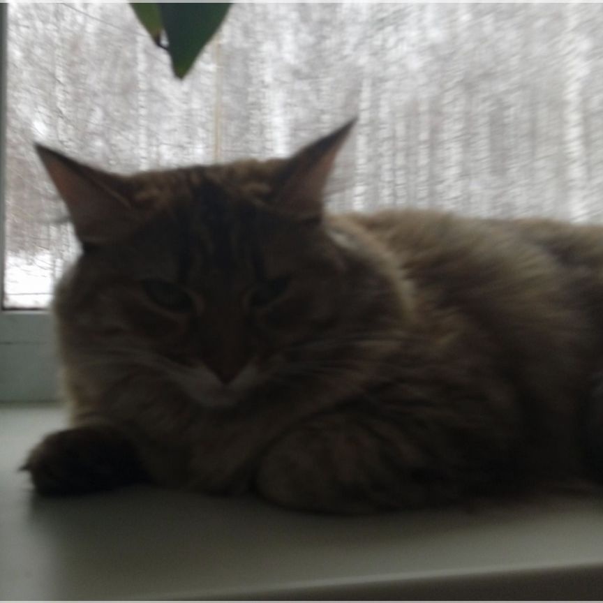 Кошка