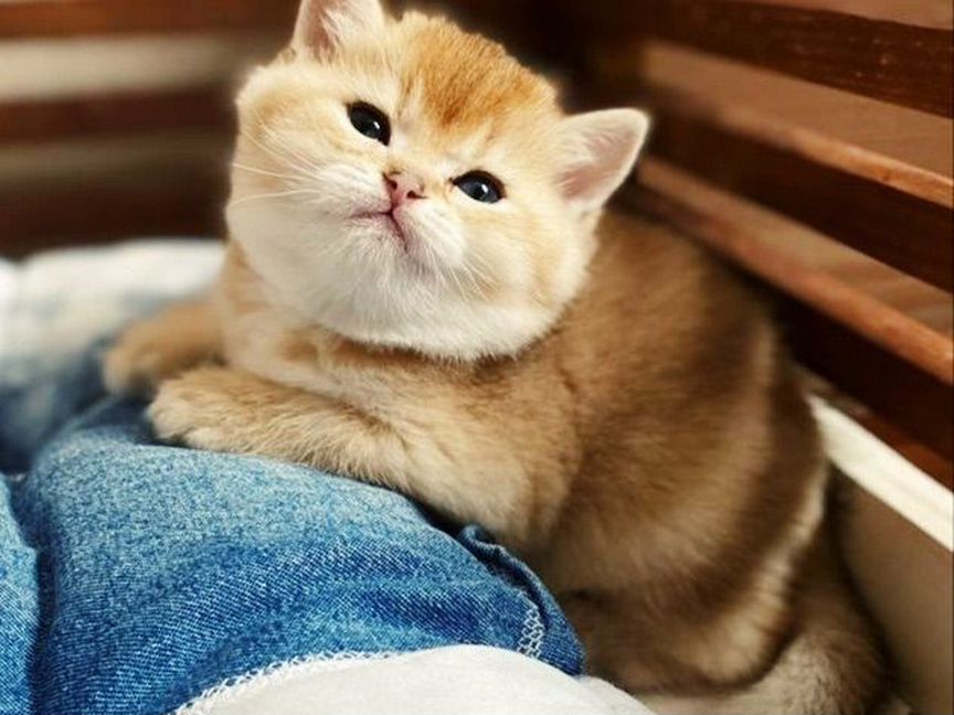 Британский золотой барин