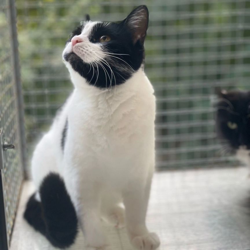 Кошечка кошка