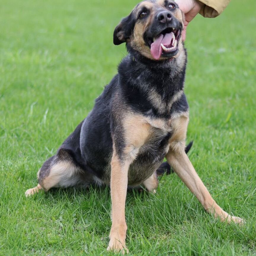 Взрослая собака в добрые руки