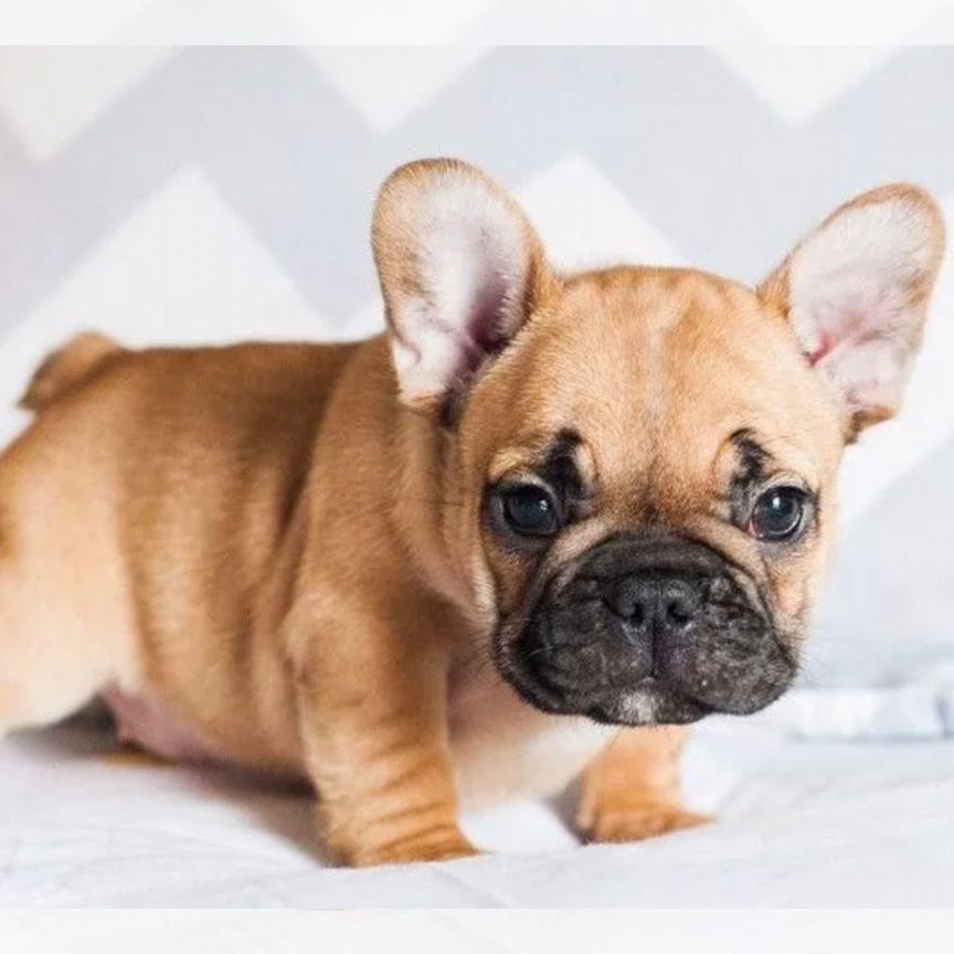Французский бульдог, щенок