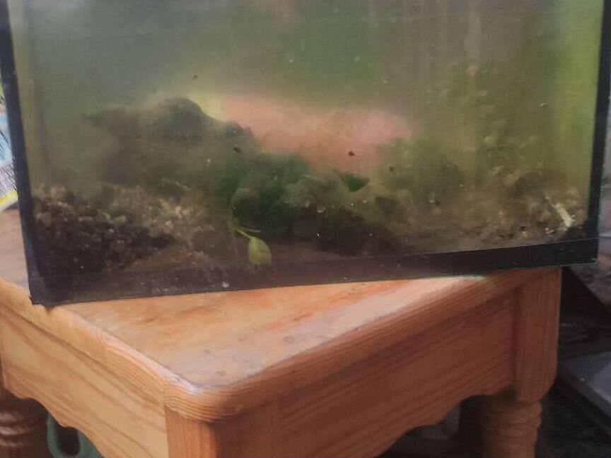 Продам четыре аквариума