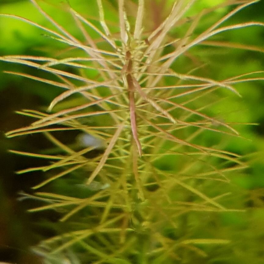 Прополка для аквариума