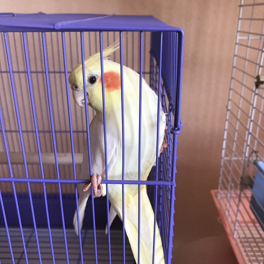 Самка кореллы 3 года