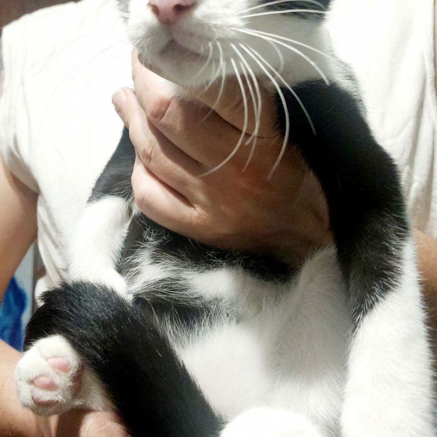 Кот