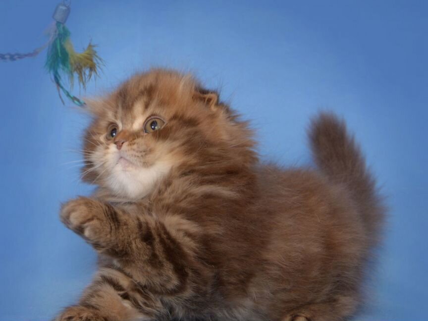 Котята шотландские шоколад