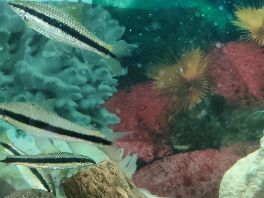 Сиамский водорослеед