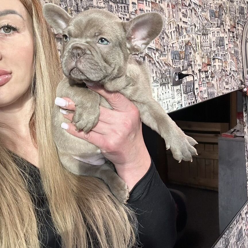 Французский бульдог, щенок