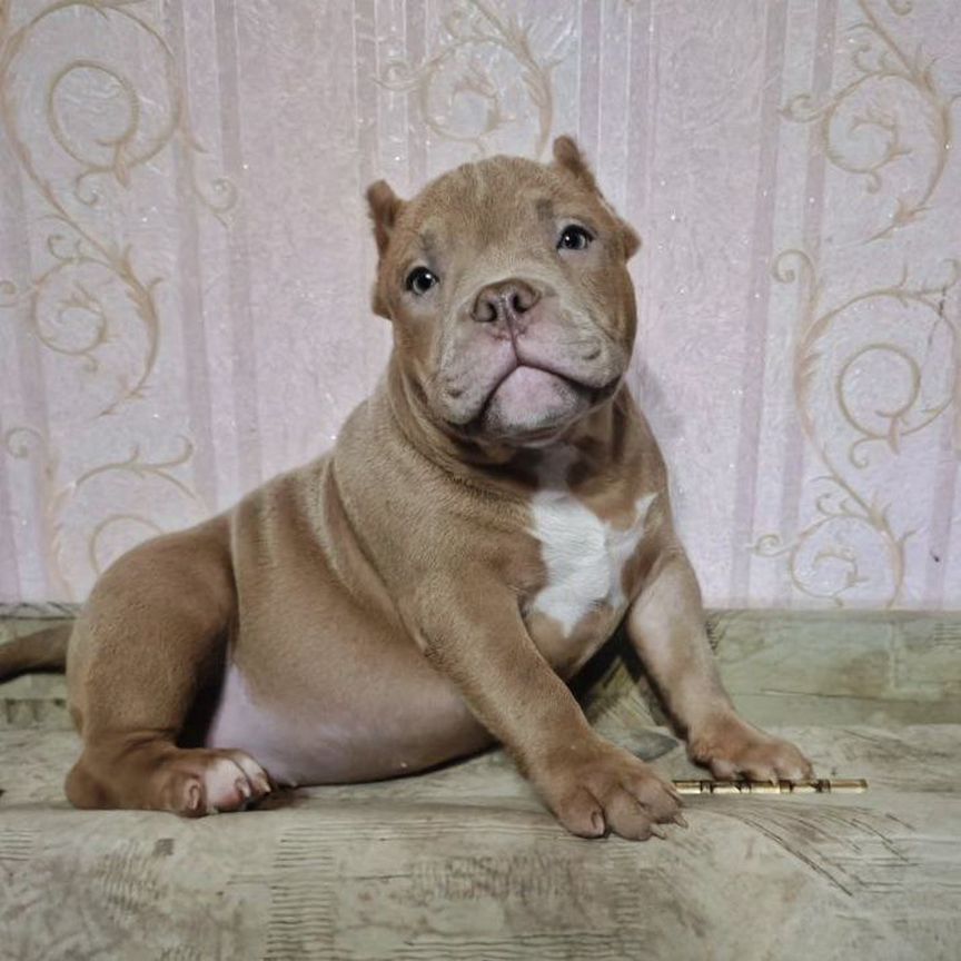 Щенки американского булли девочка