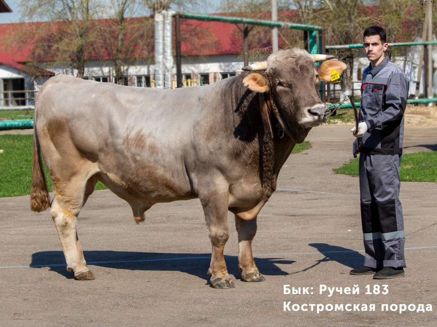 Семя быков, осеменение коров, узи коров, узи крс