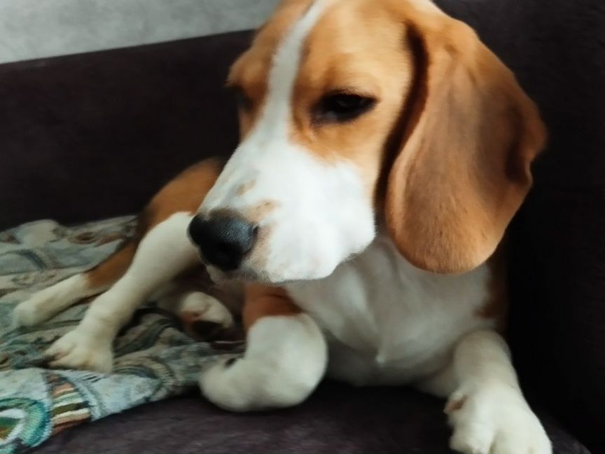 Щенки бигль