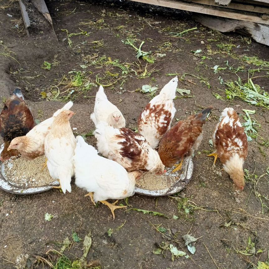 Куры молодки