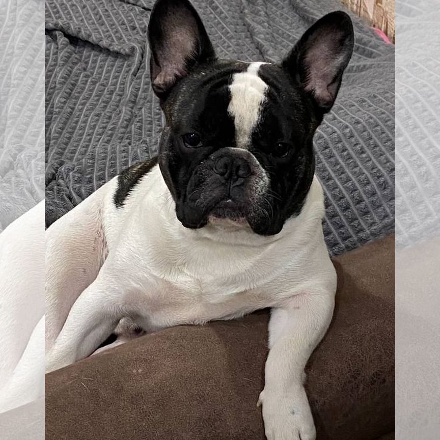 Французский бульдог, щенок