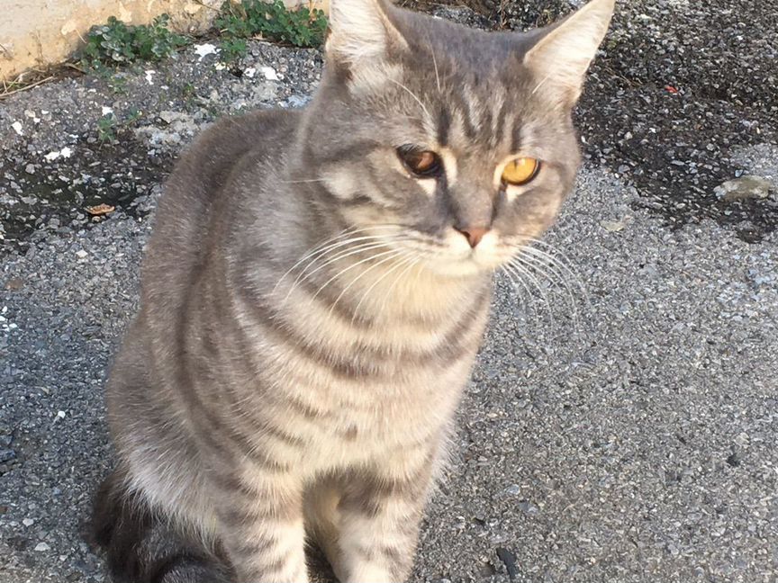 Котик мерзнет на улице