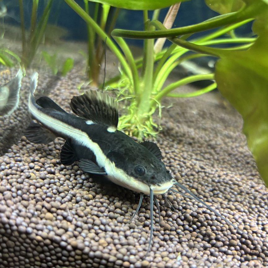 Краснохвостый сом-Фрактоцефалус