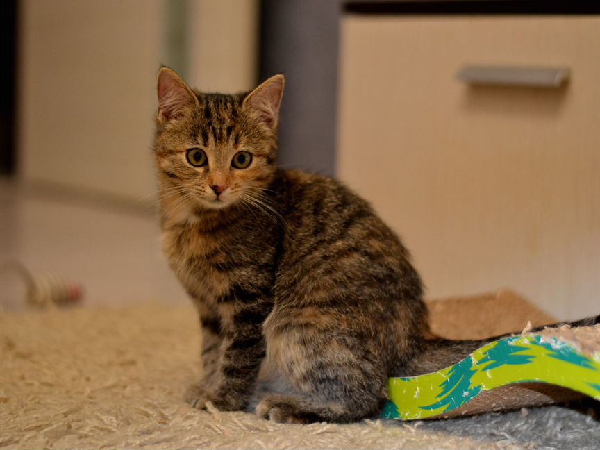 Котенок Варенька ищет дом